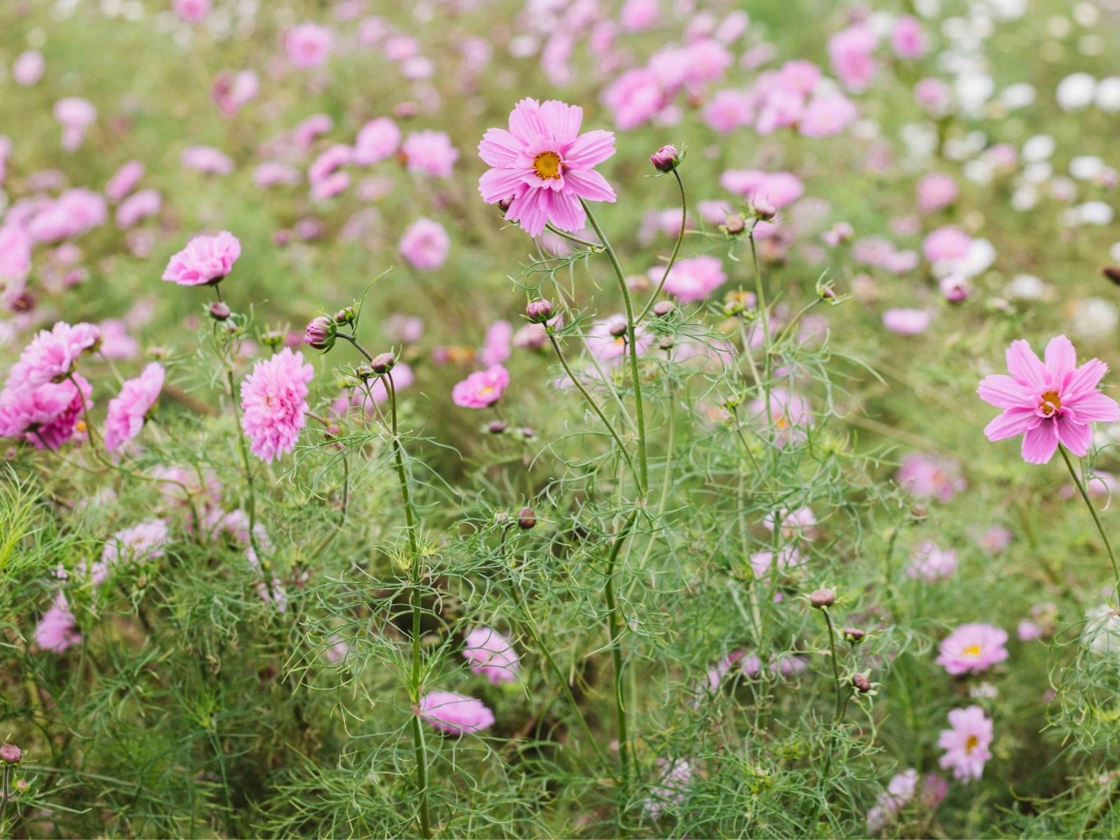 Hoera voor biologische bloemen! - Wilderful